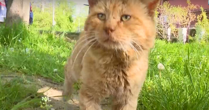 Petel.bg - новини - Преброиха над 23 000 улични котки във Варна