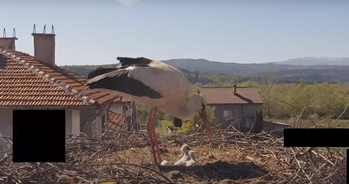Petel.bg - новини - Пак можем да се радваме на бебетата на Драго и Драга