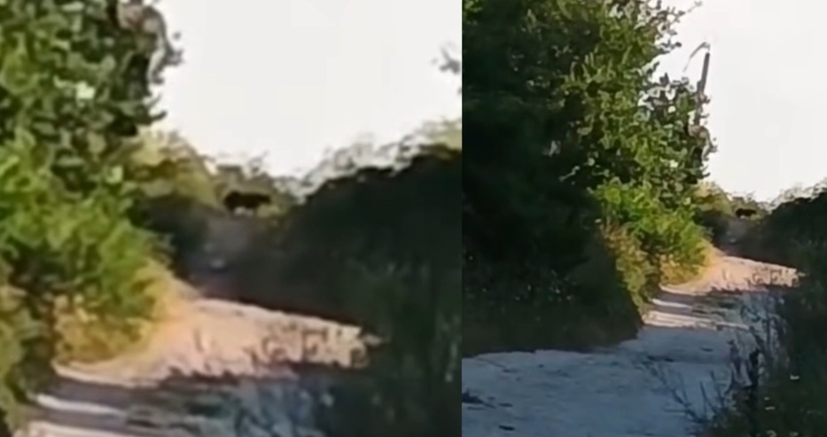 Petel.bg - новини - Жена видя леопарда на пътя