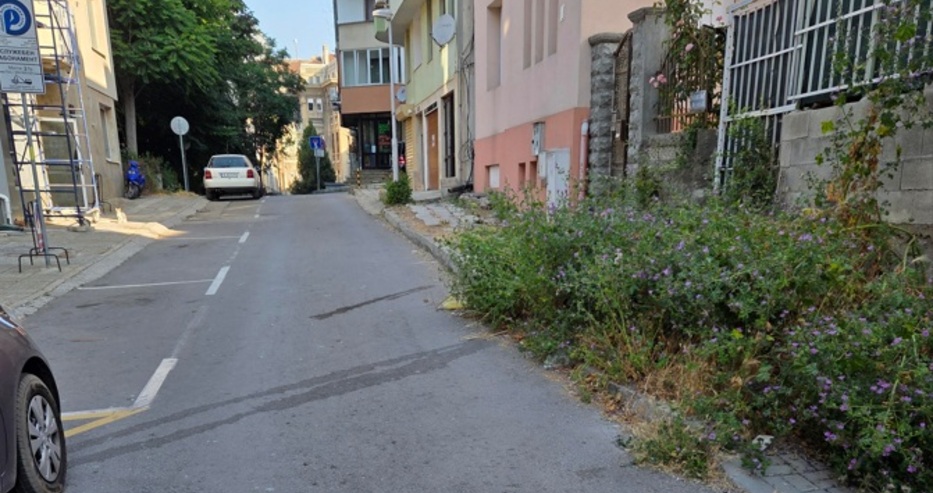 Petel.bg - новини - Дивите храсти превзеха тротоарите в сърцето на Варна