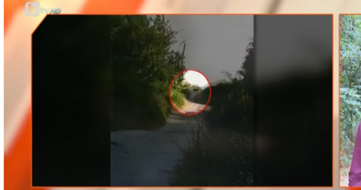 Petel.bg - новини - Отново без следи от хищника в Шумен