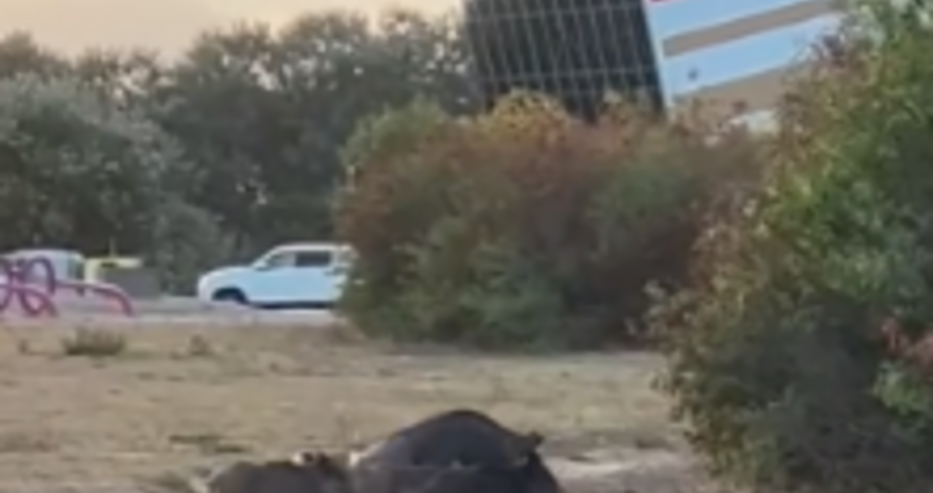 Petel.bg - новини - Варненските диви прасета посетиха най-модерната рейдова кула в България