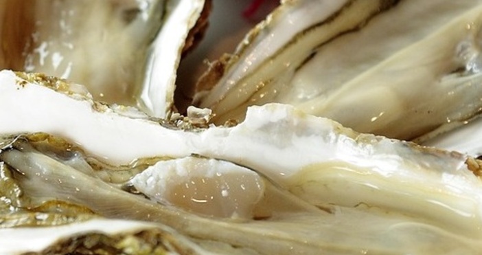 Petel.bg - новини - Световен деликатес изчезва масово заради затоплянето на морето